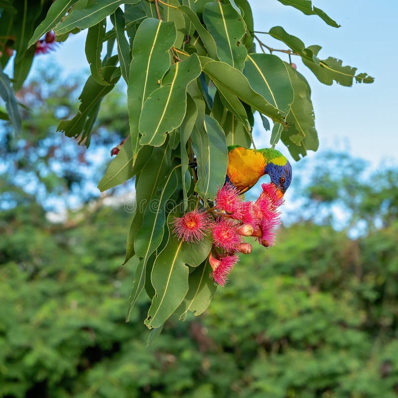Rainbow Lorikeet on a Flowering Gum Tree Stock Photo - Image of ...