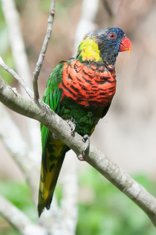 Rainbow Lorikeet Parrot on Branch Stock Image - Image of portrait ...