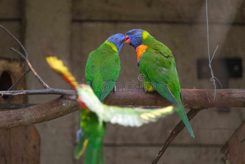 Rainbow Lorikeet Perching on the Branch and Regurgitating To One ...