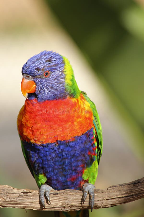 Rainbow Lorikeet stock photo. Image of feather, multi - 50172694