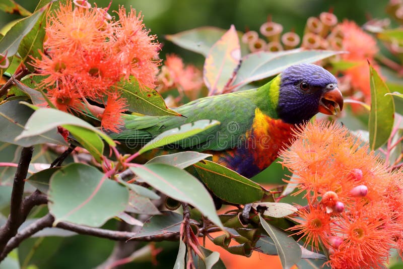 Rainbow lorikeet stock photo. Image of rainbow, australian - 7775766