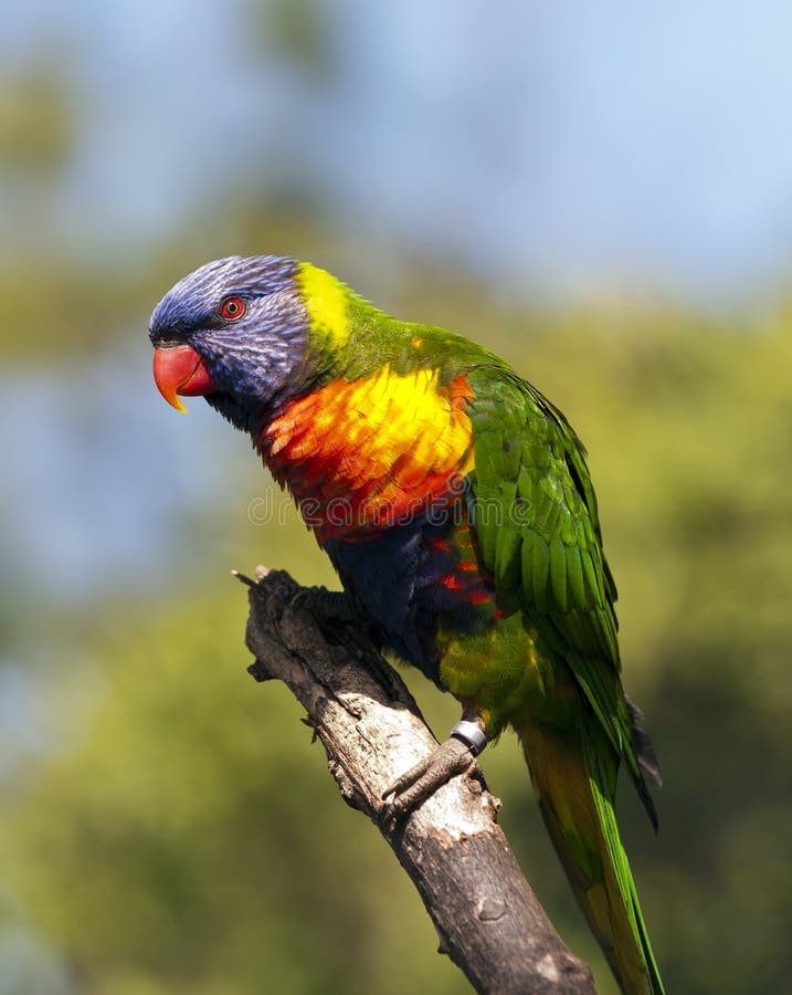 Rainbow lorikeet stock photo. Image of trichoglossus - 91474024