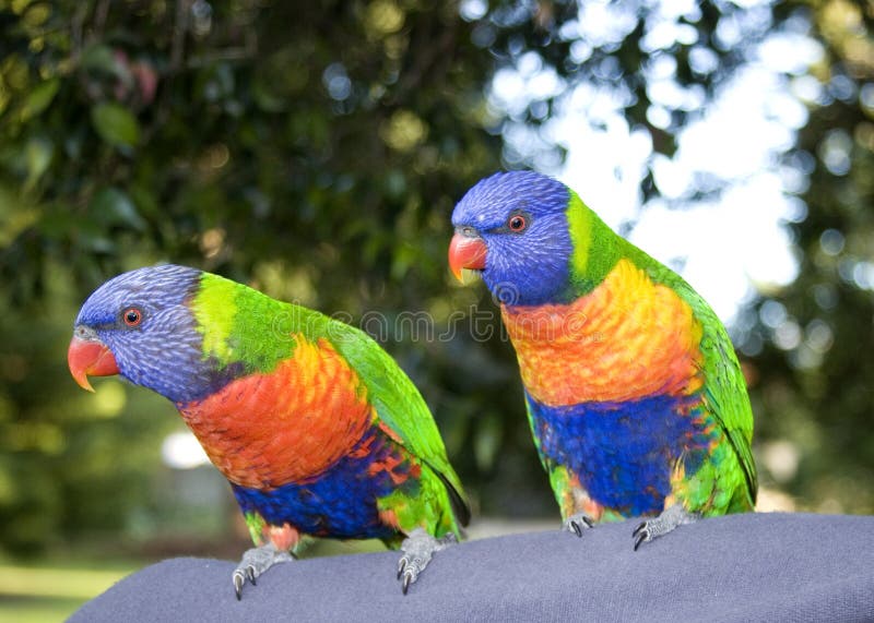 Australian Rainbow Lorikeets Gathered on Tree Stock Photo - Image of beautiful, australian: 25562448