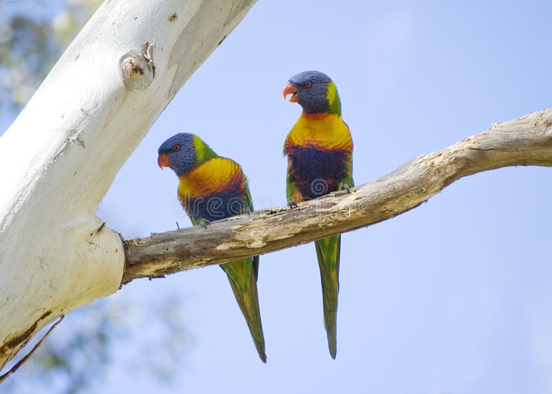 Australian Rainbow Lorikeets Gathered on Tree Stock Photo - Image of ...
