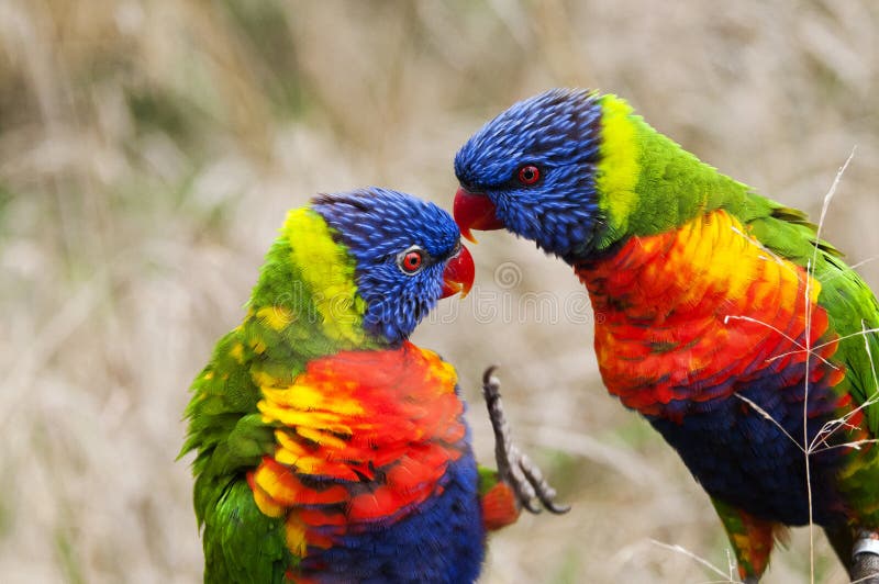 203 Parrot Fighting Stock Photos - Free & Royalty-Free Stock Photos ...