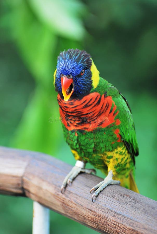 Rainbow Lory stock photo. Image of sharp, flip, colourful - 31665684
