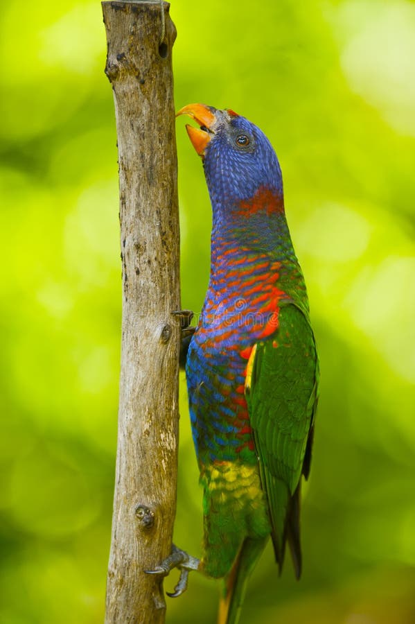 Rainbow Lory stock image. Image of bird, tropical, feather - 21343483