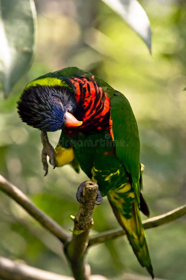 Rainbow Lory stock photo. Image of sharp, flip, colourful - 31665684