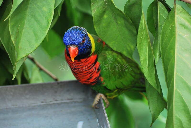 Rainbow Lory stock photo. Image of razor, flip, colourful - 31665684