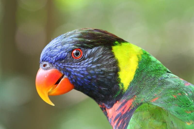 Rainbow Lory side profile stock image. Image of parrot - 20856165