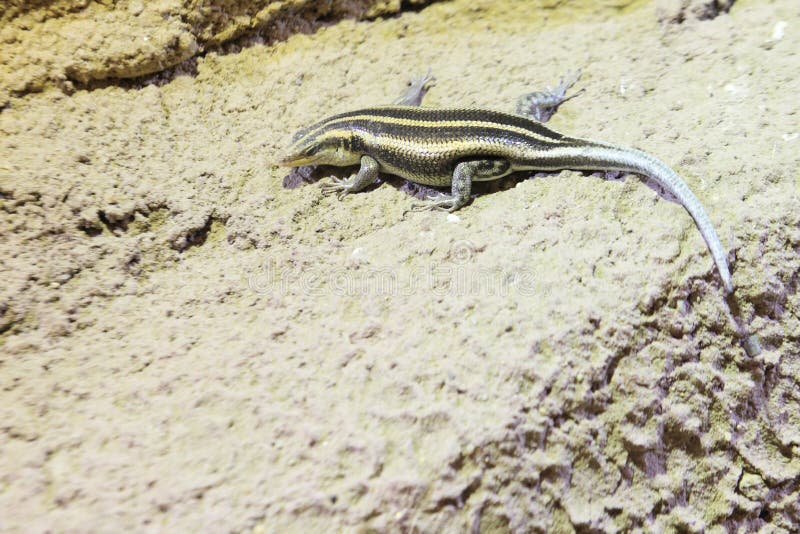 Rainbow mabuya stock photo. Image of nature, mabuya, trachylepis - 48807230