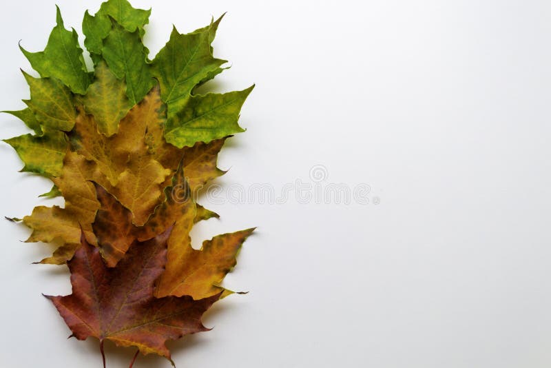 Rainbow from Maple Leaves. Autumn Background Stock Image - Image of ...