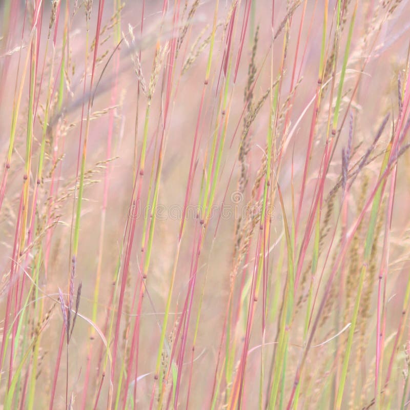 397 Rainbow Grasses Stock Photos - Free & Royalty-Free Stock Photos ...