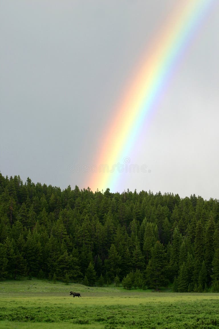 Rainbow Moose Logo Stock Photos - Free & Royalty-Free Stock Photos from ...