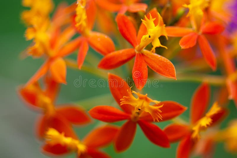 Rainbow Orchid, Epidendrum Radicans Stock Image - Image of spring ...