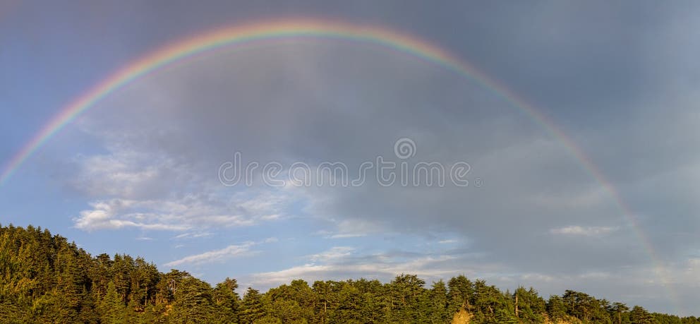 Rainbow Over Cedar Forest after Rain Stock Photo - Image of countryside ...