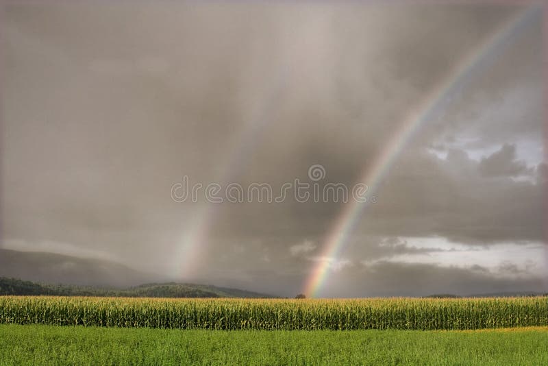 Rainbow over a corn field stock image. Image of agricultural - 7498945