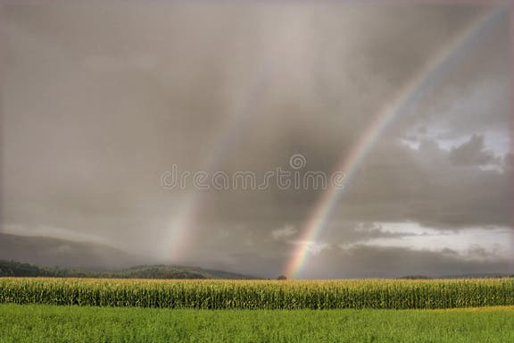 Rainbow over a corn field stock image. Image of agricultural - 7498945