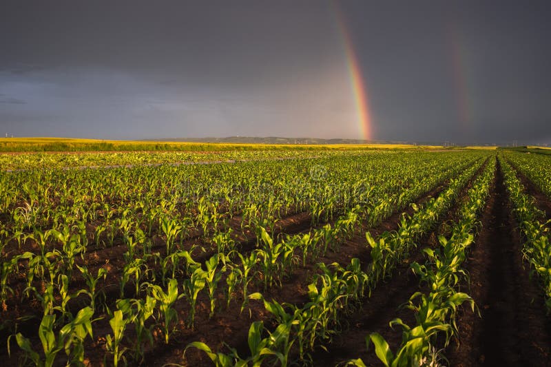 Storms Corn Field Stock Photos - Free & Royalty-Free Stock Photos from ...