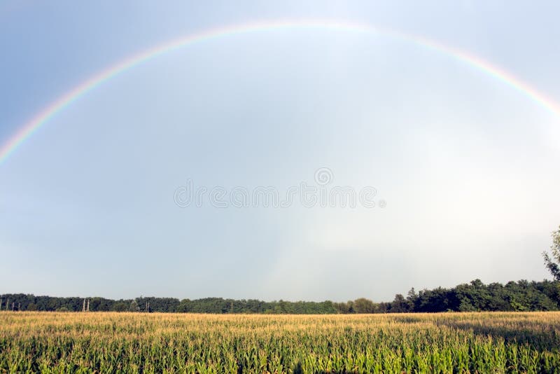 Rainbow Over Corn Field In Summer After Rain Stock Photo - Image of ...