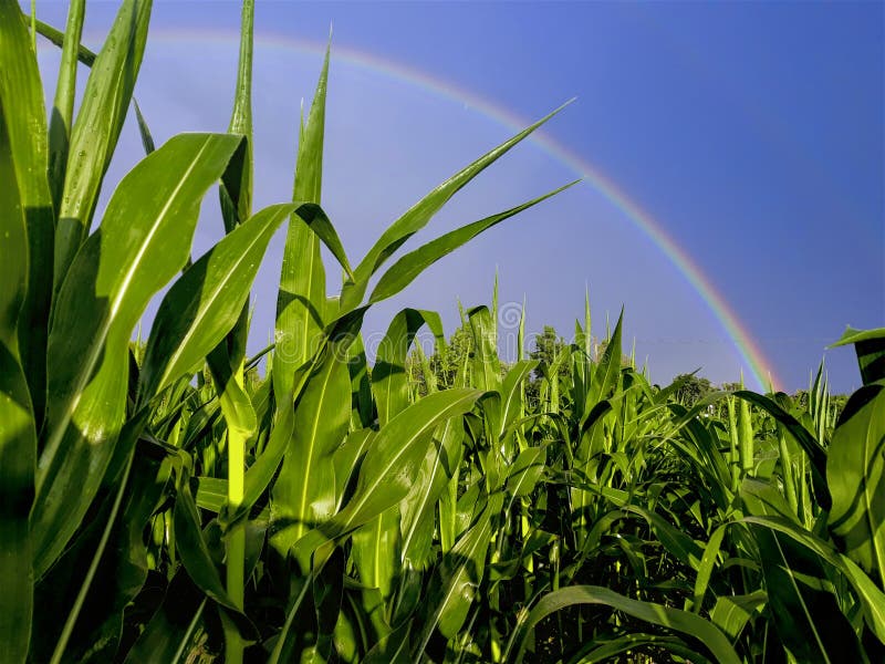 4,462 Rainbow Ground Stock Photos - Free & Royalty-Free Stock Photos ...