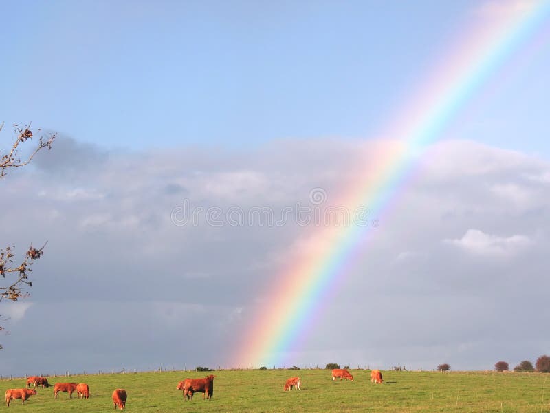 Rainbow over field stock photo. Image of beef, rain, field - 1421520