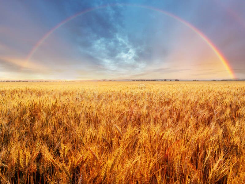 Corn field at sunset stock image. Image of field, crop - 45779871
