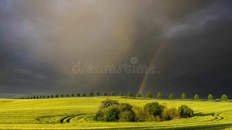Rainbow Over a Field of Young Corn Stock Image - Image of green ...