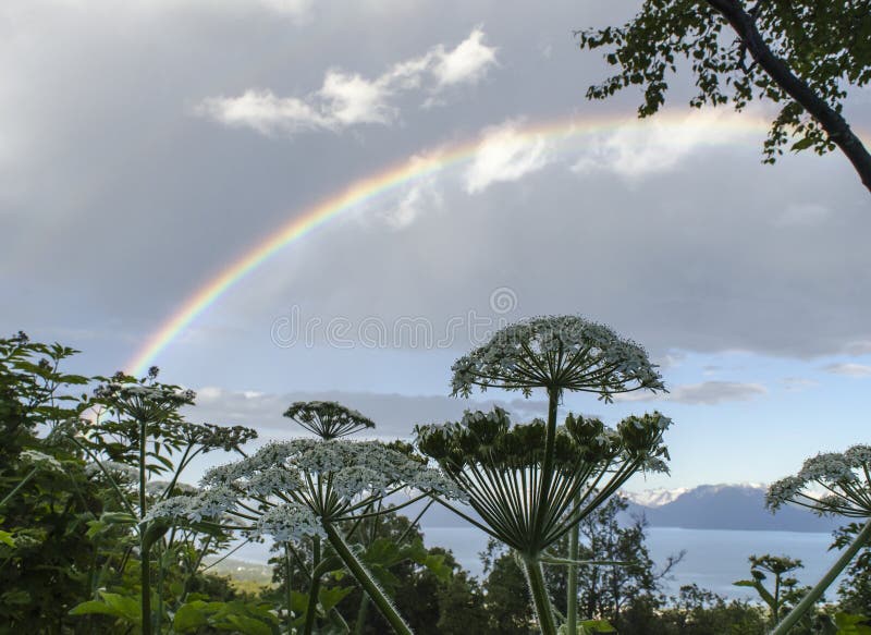 Pushki Plant Stock Photos - Free & Royalty-Free Stock Photos from ...