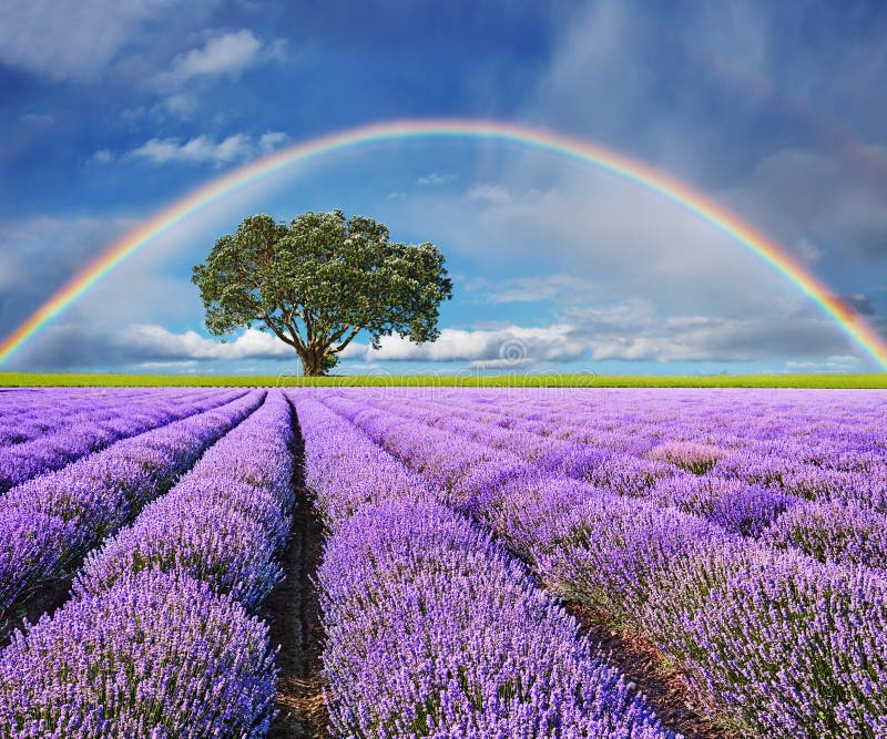 Rainbow over green field stock photo. Image of environment - 10915476