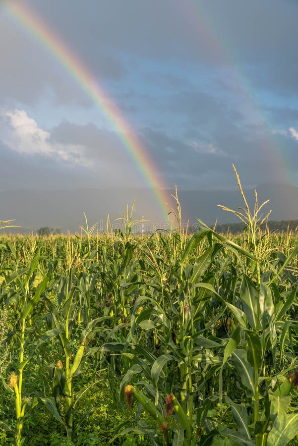 Rainbow Maize Field Stock Photos - Free & Royalty-Free Stock Photos ...