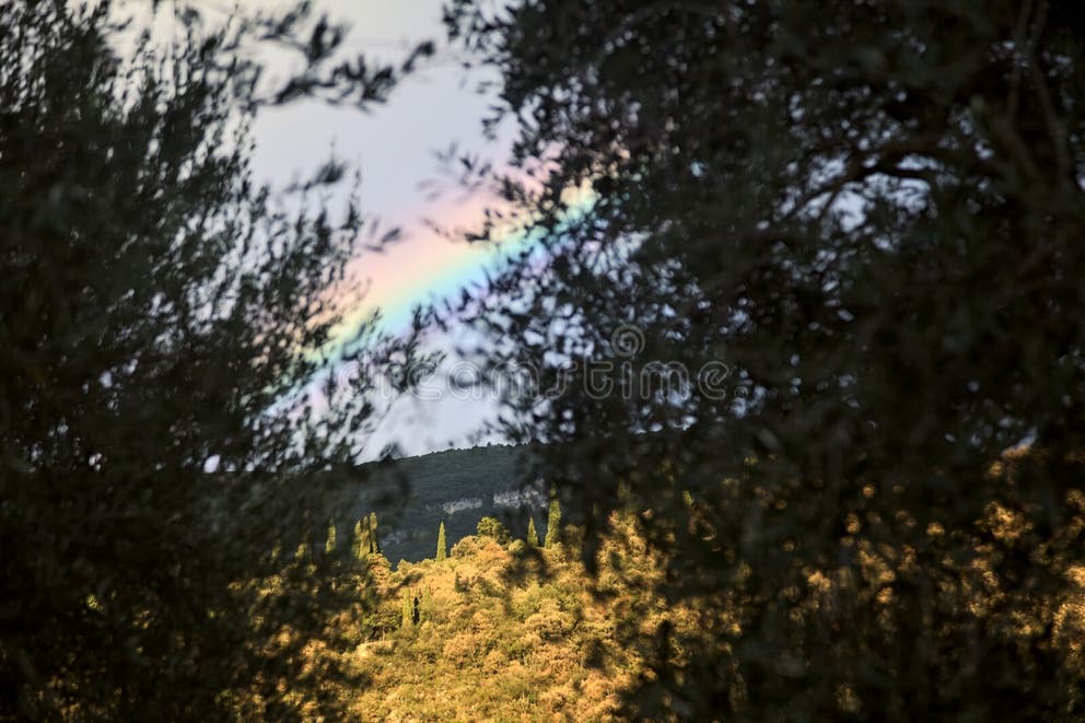 Rainbow Over a Mountain Ridge and a Olive Tree Grove at Sunset Stock ...