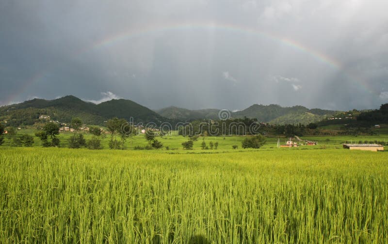Rainbow over rice field stock image. Image of food, namo - 16127675