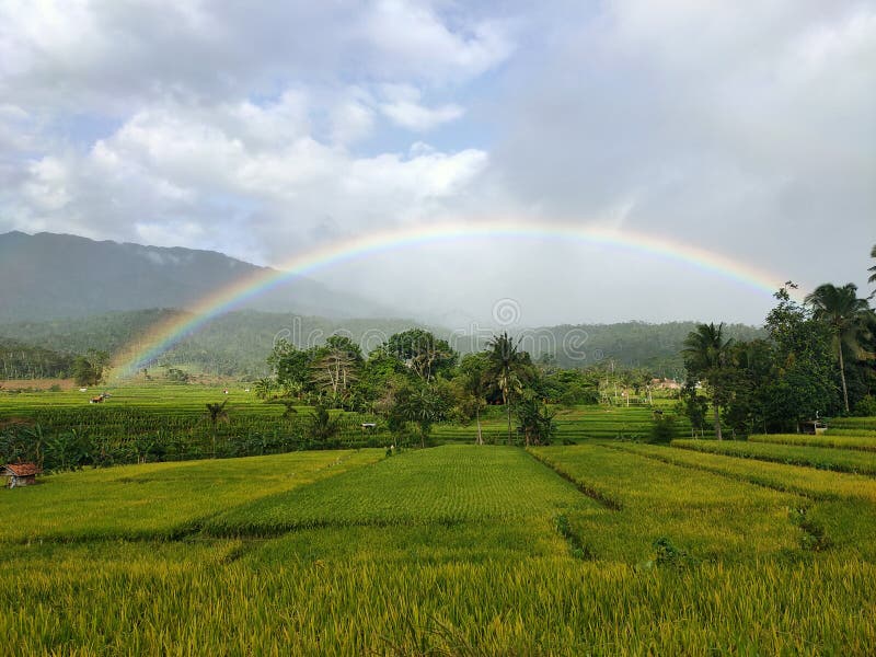 Rainbow over rice field stock photo. Image of tropical - 241537232