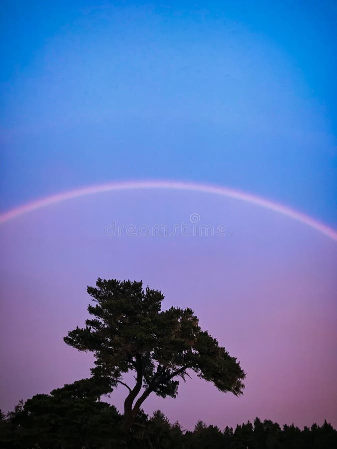 Double Rainbow Over a Single Tree. Vertical Image. Stock Photo - Image ...