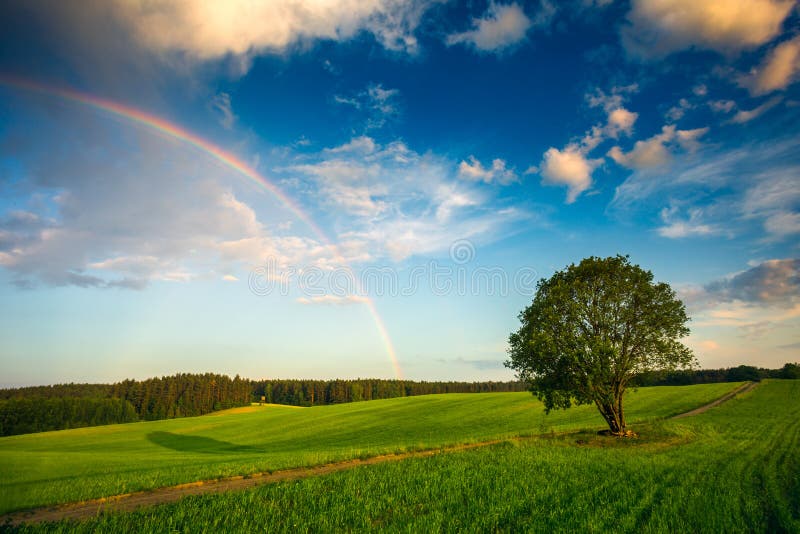 Rainbow in corn field stock photo. Image of field, outdoor - 26054982
