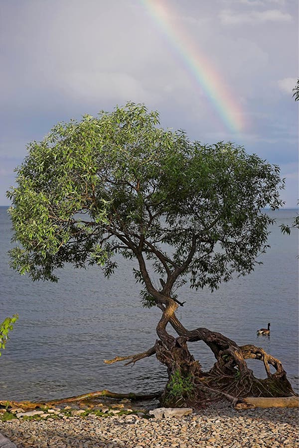 50+ Rainbow over tree Free Stock Photos - StockFreeImages