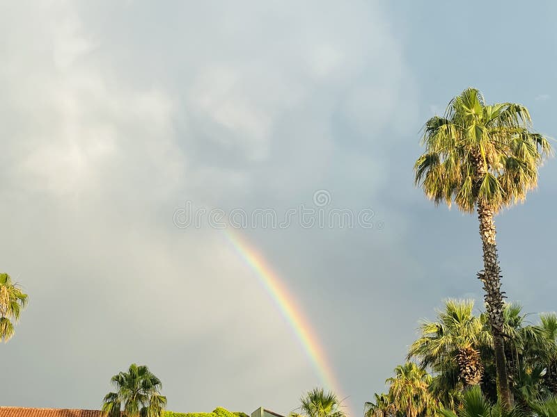 Beautiful Rainbow after the Rain between Palm Trees Stock Image - Image ...
