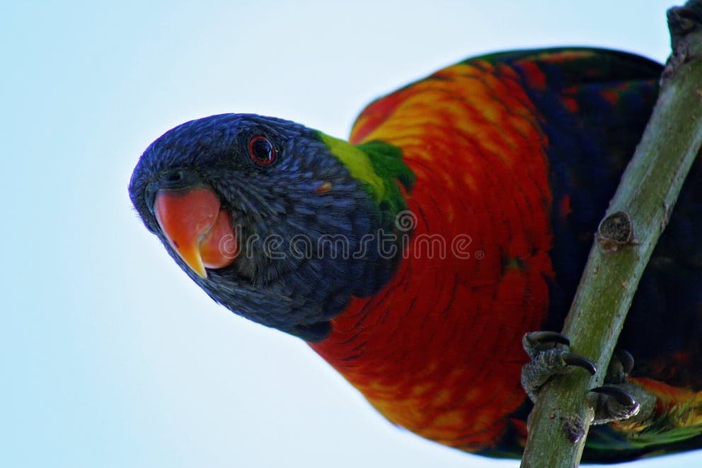 Rainbow parakeet stock photo. Image of tree, animal, cheeky - 47068860
