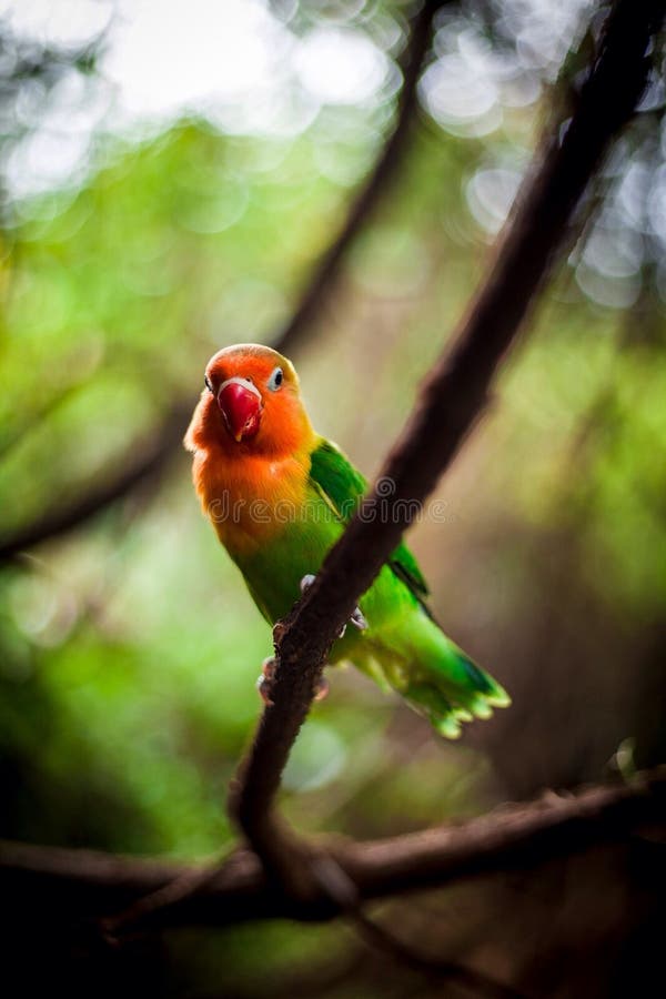 Yellow Green Hummingbird Pink Flower Stock Photo - Image of beak, short ...