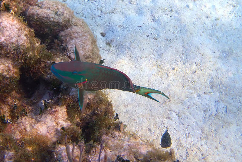 Rainbow Parrot Fish in the Reefs of Caye Caulker, Belize Stock Photo ...