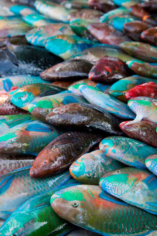 Rainbow Parrotfish stock photo. Image of colorful, color - 33291870
