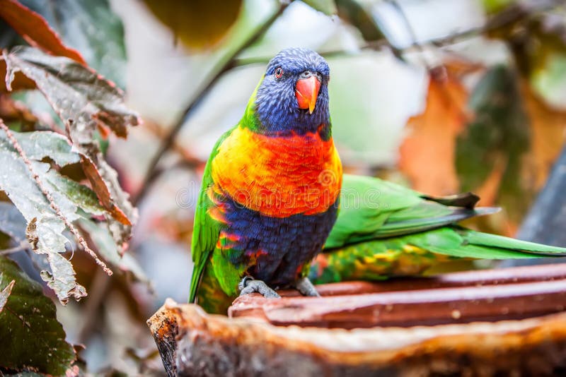 Rainbow parrot stock image. Image of brilliant, jungle - 31284269