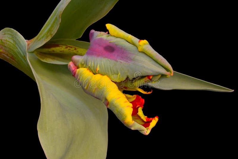 Dragon Tulip Flower Rainbow Parrot 07 Stock Photo - Image of stigma ...