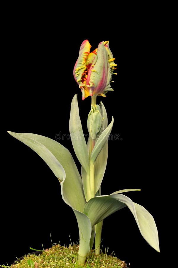 Rainbow Parrot Tulip Flower Plant 07 Stock Image - Image of parrot ...