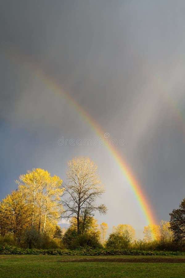 Rainbow Passing through Rain Over Yellow Fall Trees Stock Image - Image ...