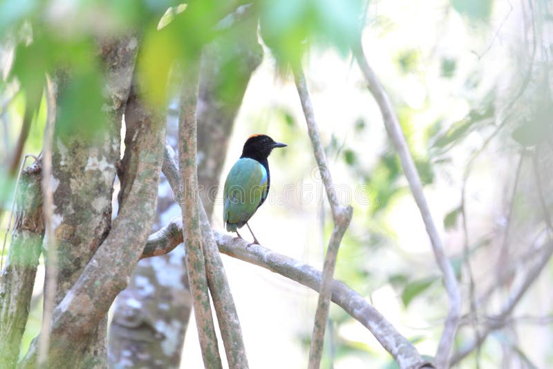 Rainbow pitta stock photo. Image of rainbow, pitta, animal - 61345420