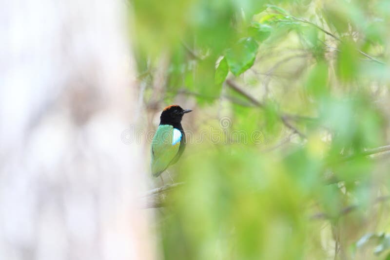 Rainbow pitta stock photo. Image of jungle, machaerirhynchus - 61346358