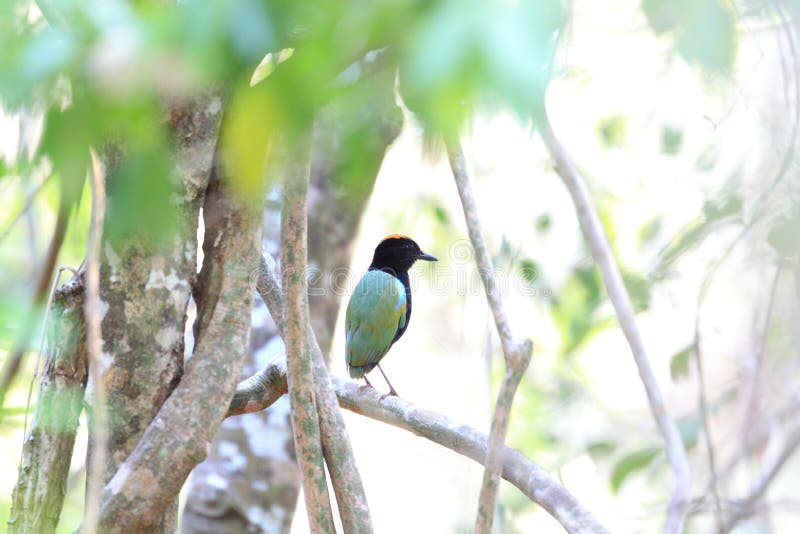 Rainbow pitta stock image. Image of rainbow, darwin, jungle - 61346563