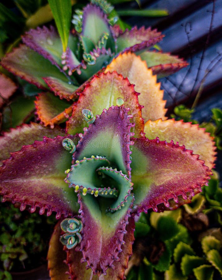 The Rainbow plant stock photo. Image of rainbow, nature - 264383194